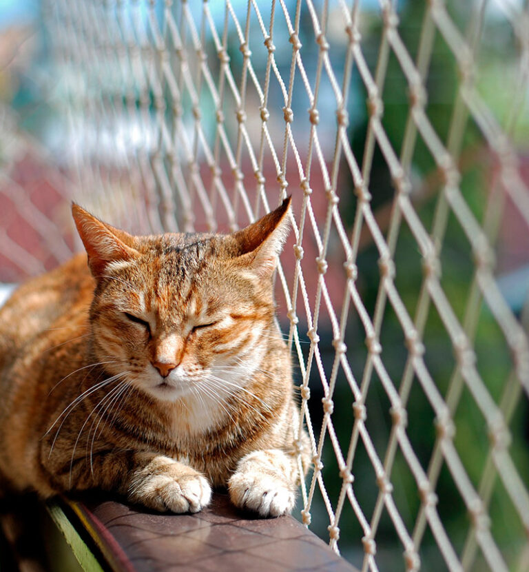 Redes de proteção para animais em Cascavel - Infinity Redes Cascavel